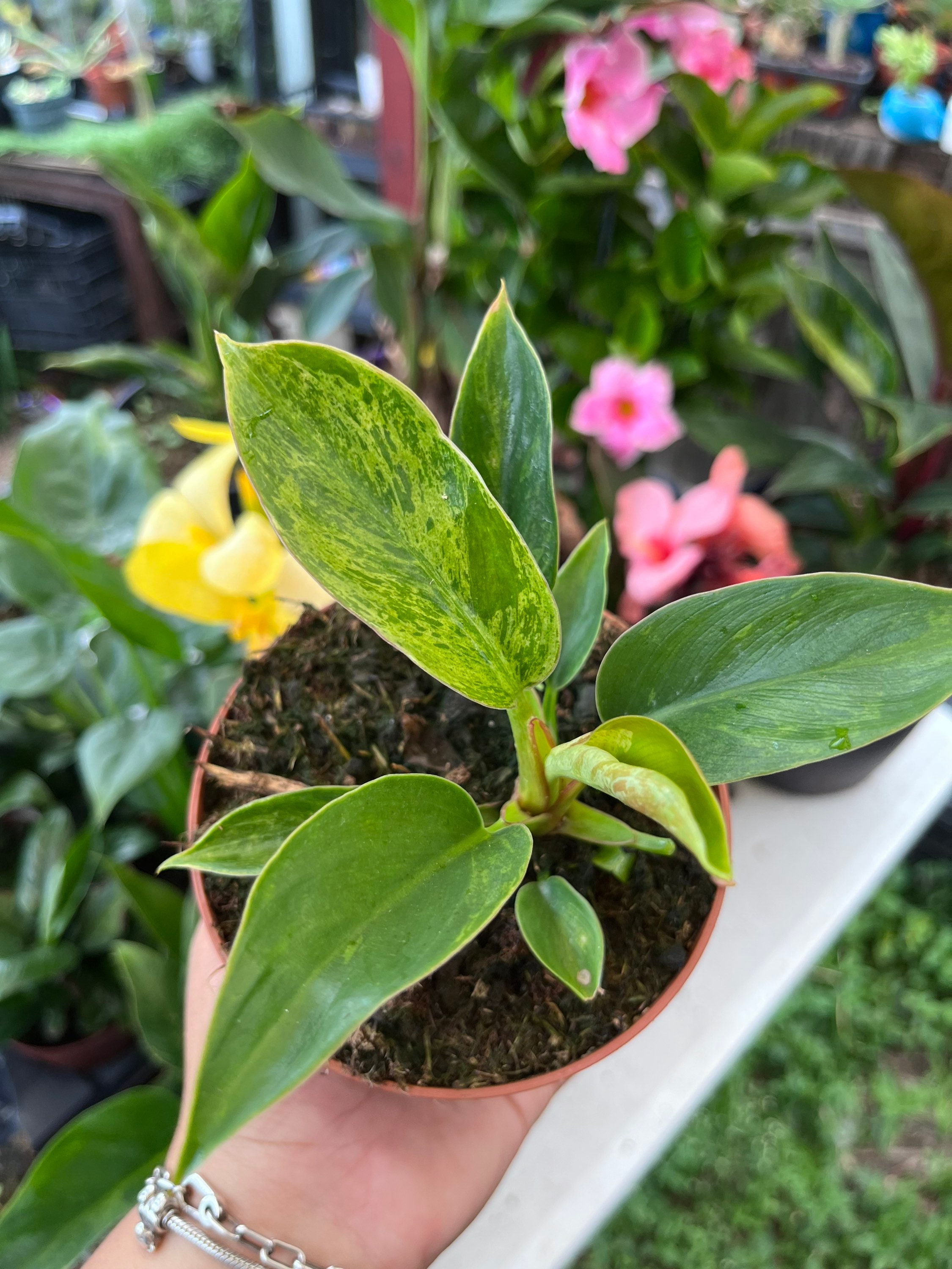 Philodendron Red Congo Variegated - Etsy