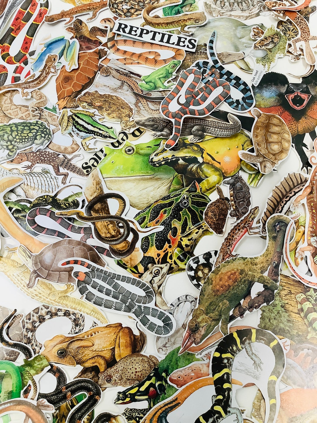 40 Piece Reptile, Snakes, Frogs Junk Journal Inspiration Pack ...