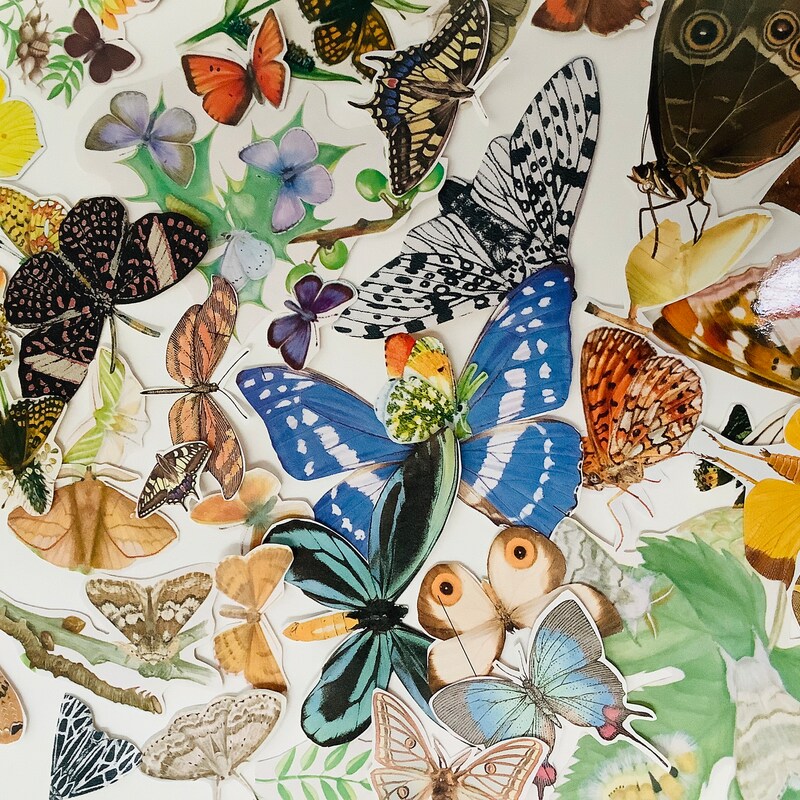Butterfly Ephemera - Etsy