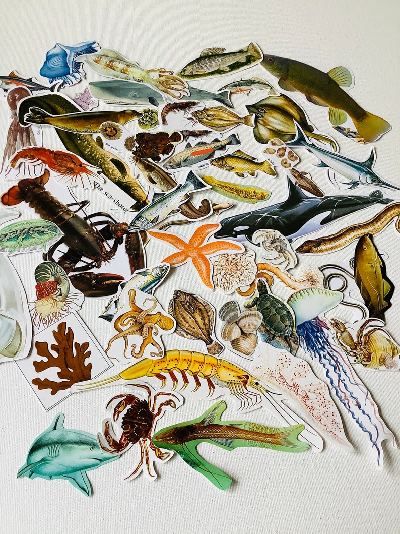 40 Piece Marine Life Sea Creatures Cut Outs Vintage Fussy - Etsy UK