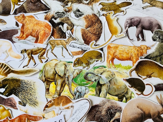 Animals Collage Wallpaper