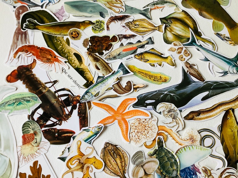 40 Piece Marine Life , Sea Creatures, Cut Outs, Vintage Fussy Cuts ...