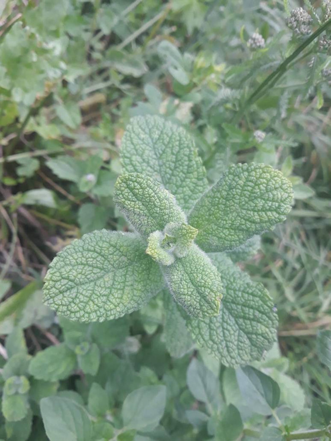 Menthe Sauvage Mentha suaveolens Séchée Biologique - Etsy France