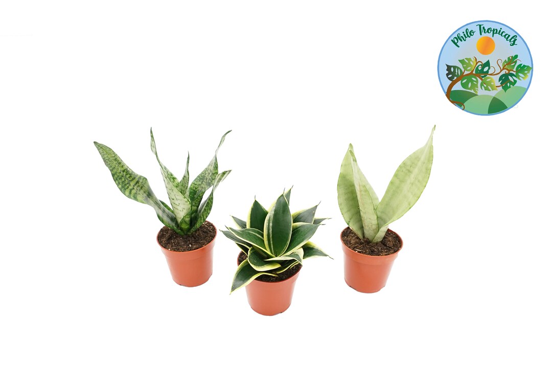 Snake Plant Combo - 4'' From Philo Tropicals - Etsy