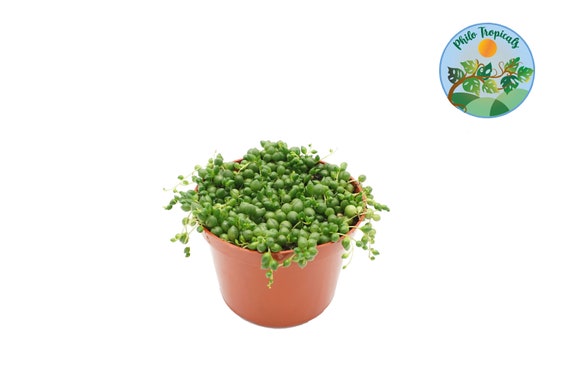 String of Pearls 6'' From Philo Tropicals - Etsy