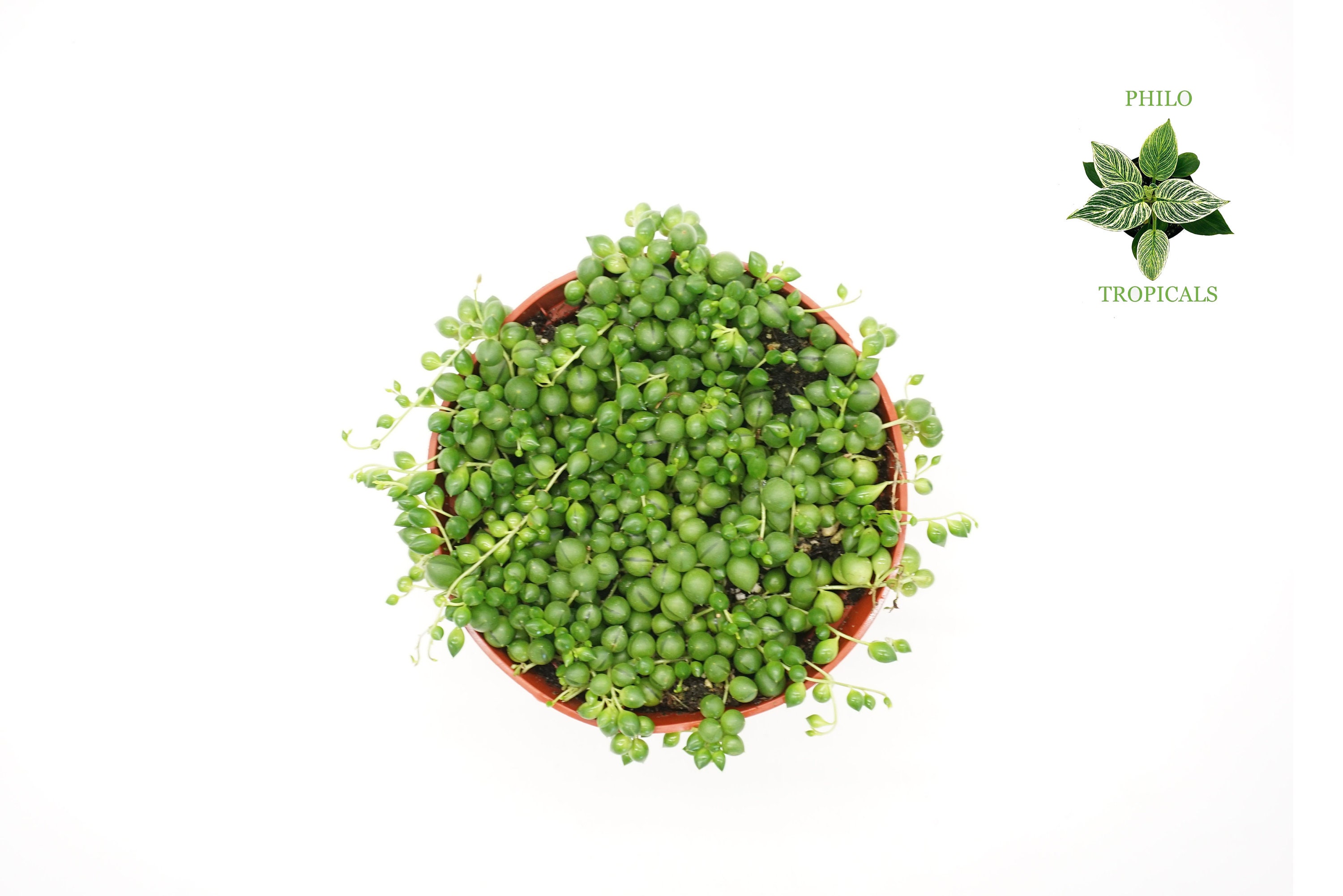 String Of Pearls 6'' from Philo Tropicals | Etsy