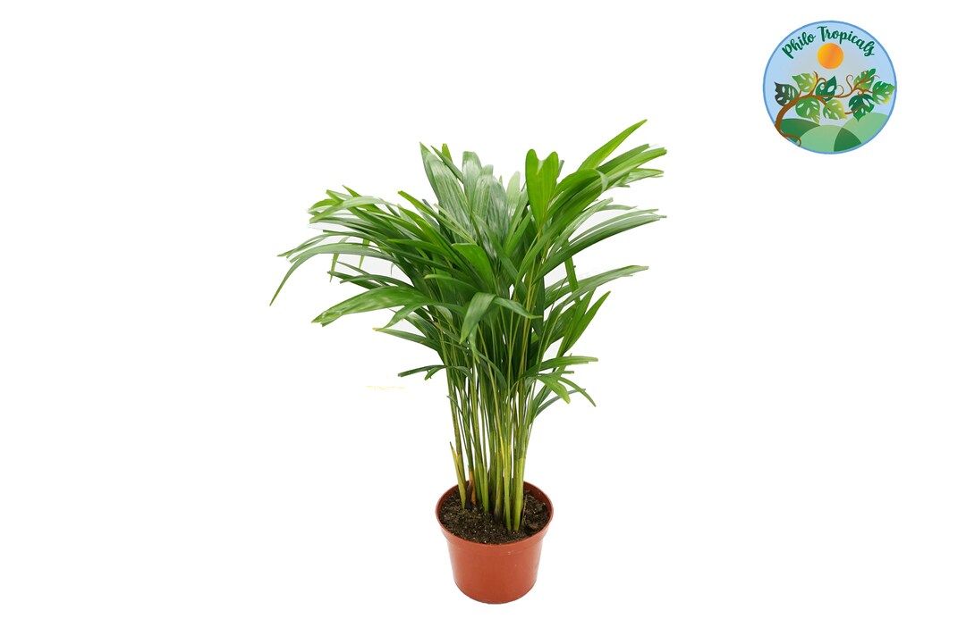 Areca Palm (golden Cane Palm) - 6'' From Philo Tropicals - Etsy