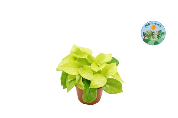 Neon Pothos 6 From Philo Tropicals | Etsy