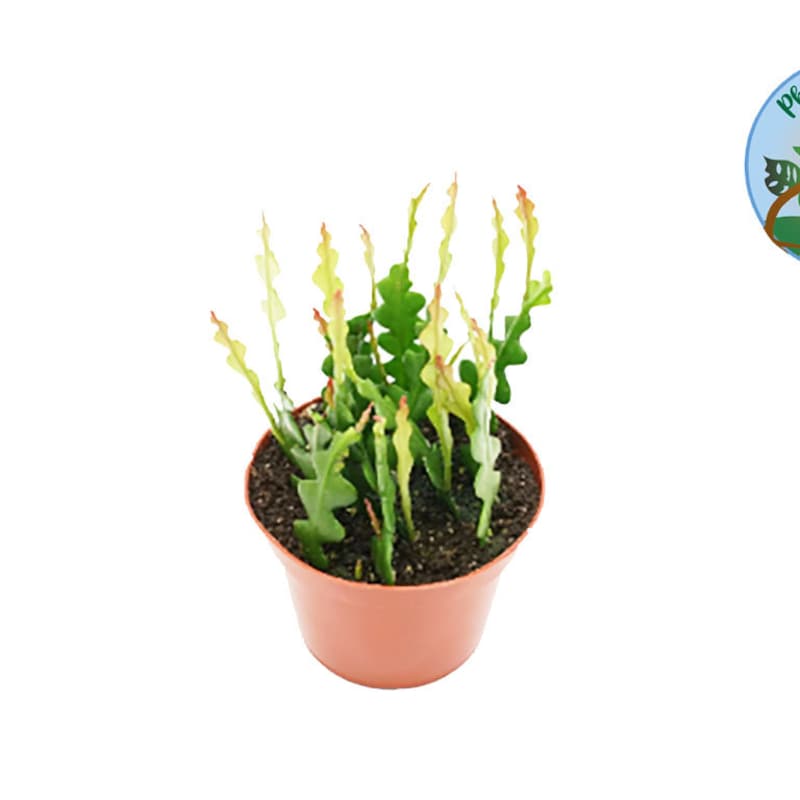 Ric Rac Cactus - Etsy