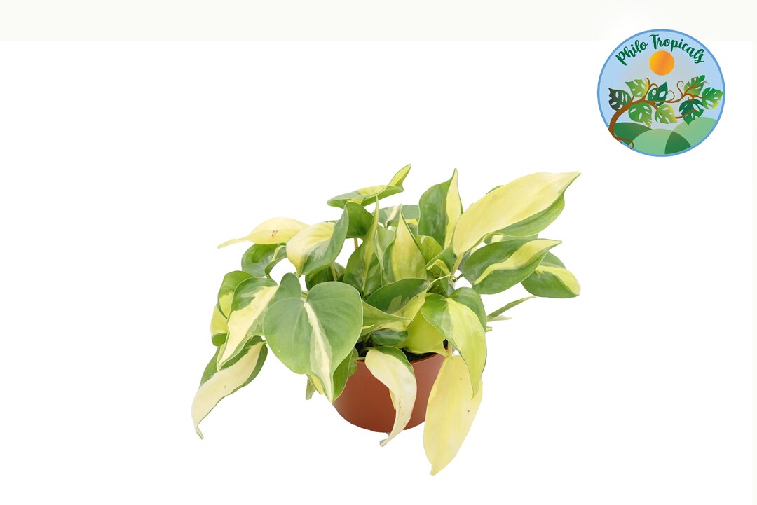 Philodendron Brazilian - 6'' From Philo Tropicals - Etsy