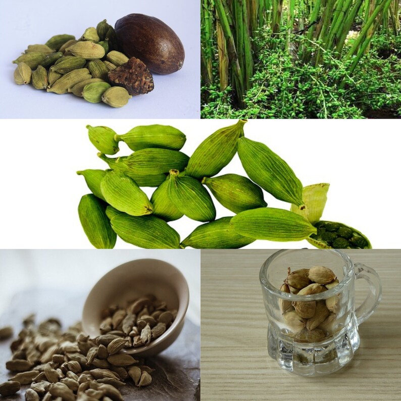 Green Cardamom Pods, Fresh Aromatic Spices, Organic Cooking Ingredient ...