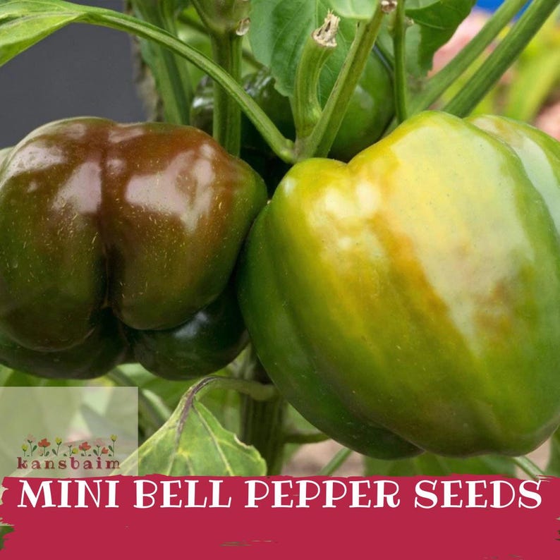 20 Organic Chocolate Mini Bell Pepper Seeds, Sweet Brown Miniature ...