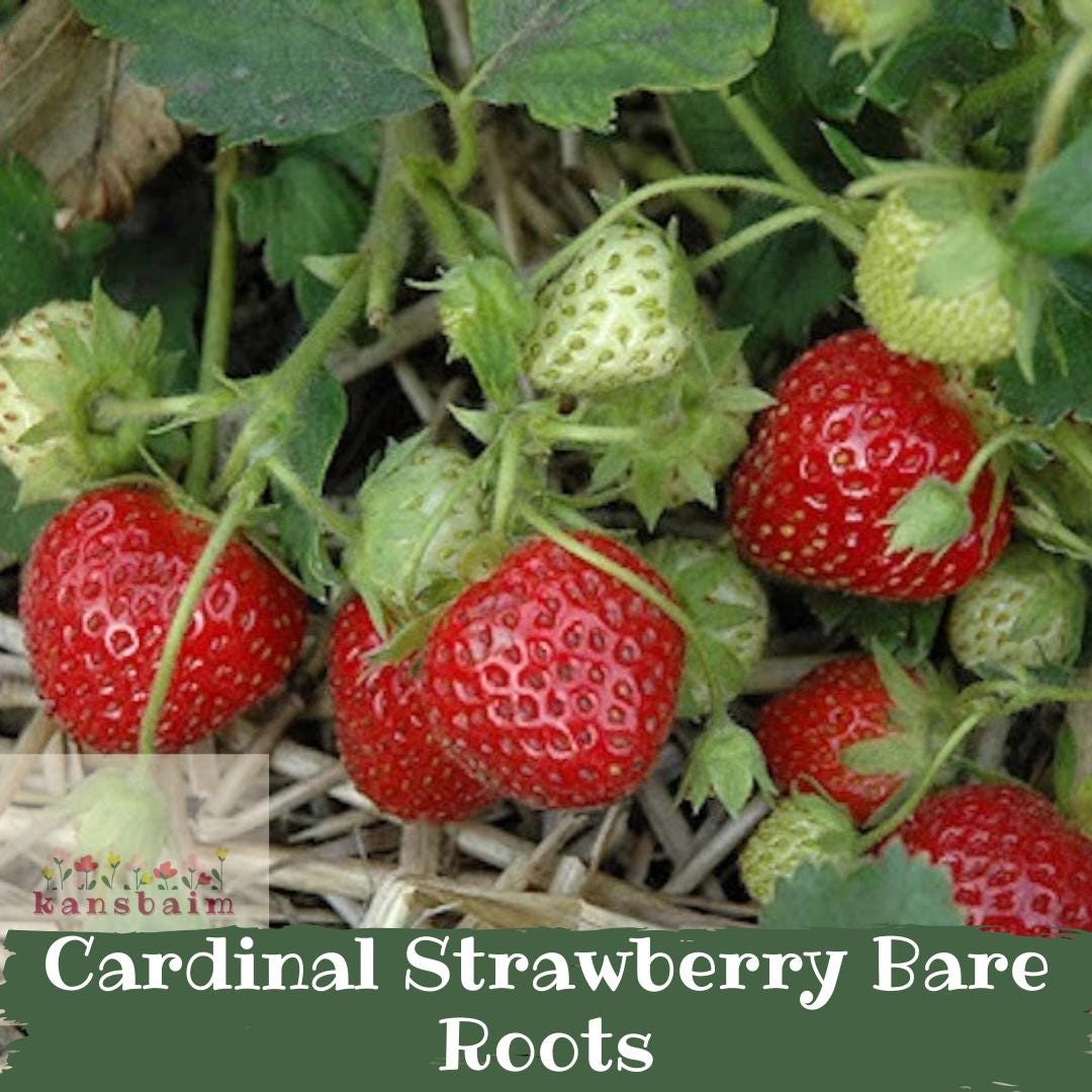 5 Cardinal Strawberry Bare Roots, Heat Tolerant June-bearing, Southern ...