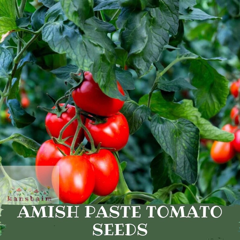 50 Organic Amish Paste Tomato Seeds | Red Heirloom Roma Type ...