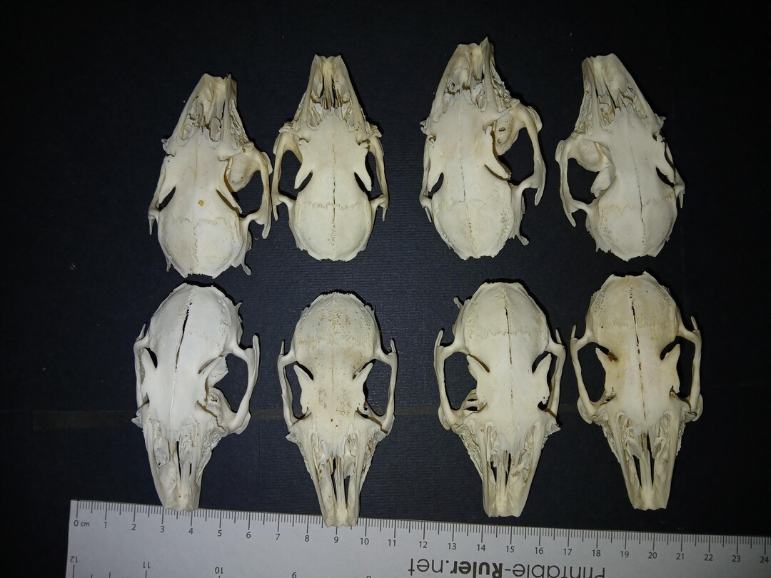 Four or Eight Craft Grade Real British Rabbit Skull Uppers, Domestic ...
