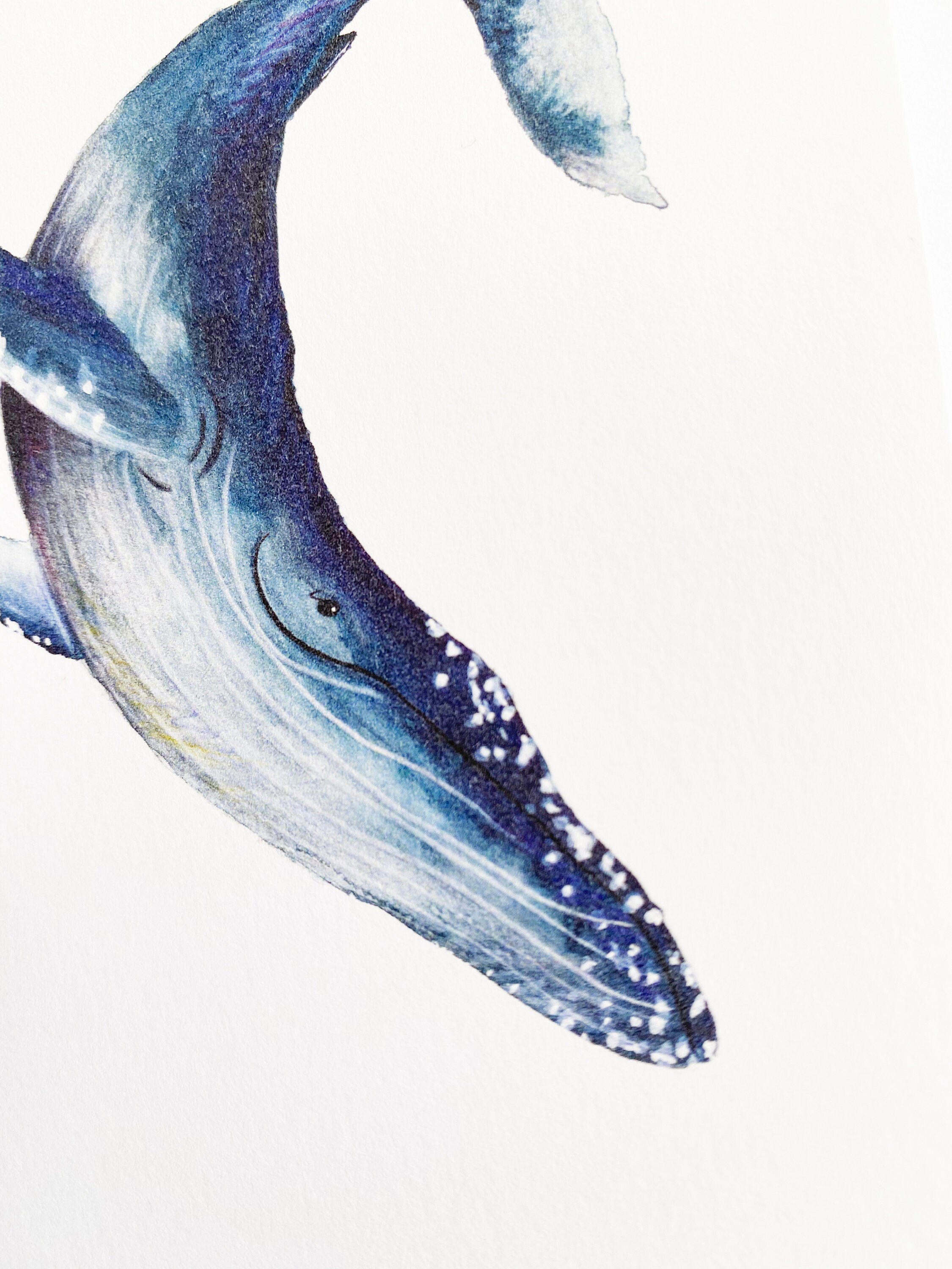 Buckelwal Postkarte A6 süße gemalte Wal Illustration | Etsy