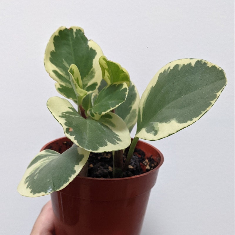 Rubber Plant Live - Etsy