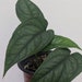 Monstera Siltepecana/silver Monstera - 3 Inch Starter Plant - Etsy