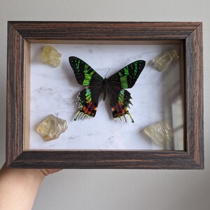 Madagascar Sunset Moth With Raw Citrine Chunks in Wooden Shadow Box ...