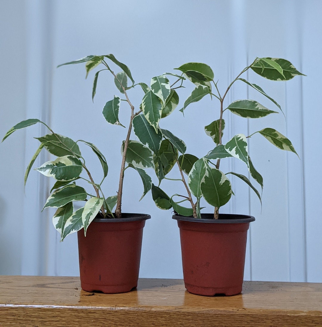 Benjamina Ficus Variegata/ Variegated Weeping Fig (live Plant) - Etsy