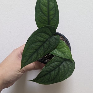 Monstera Siltepecana/silver Monstera - 3 Inch Starter Plant - Etsy