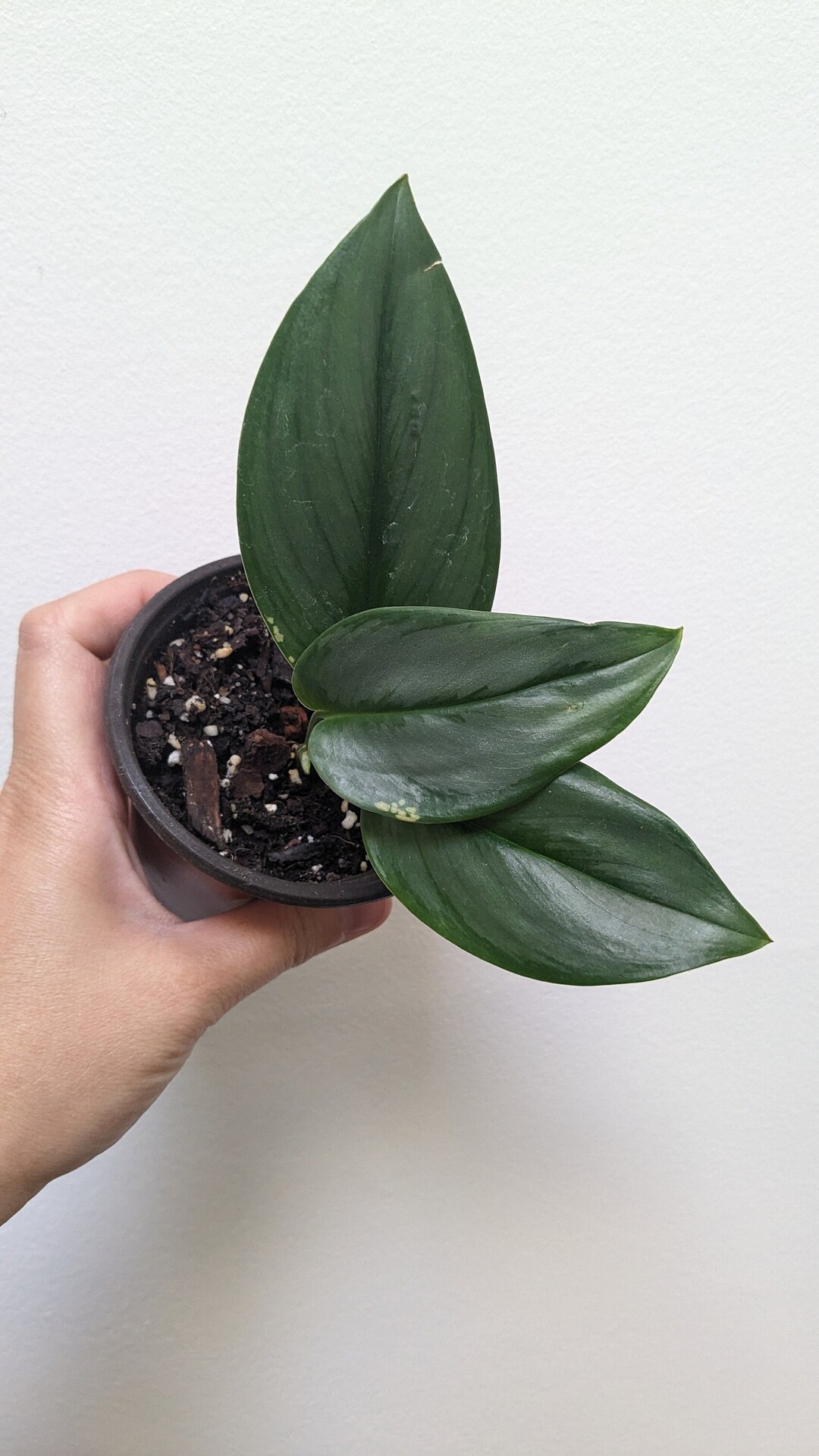 Scindapsus Treubii Moonlight/ Sterling Silver Live Plant 3.5 - Etsy