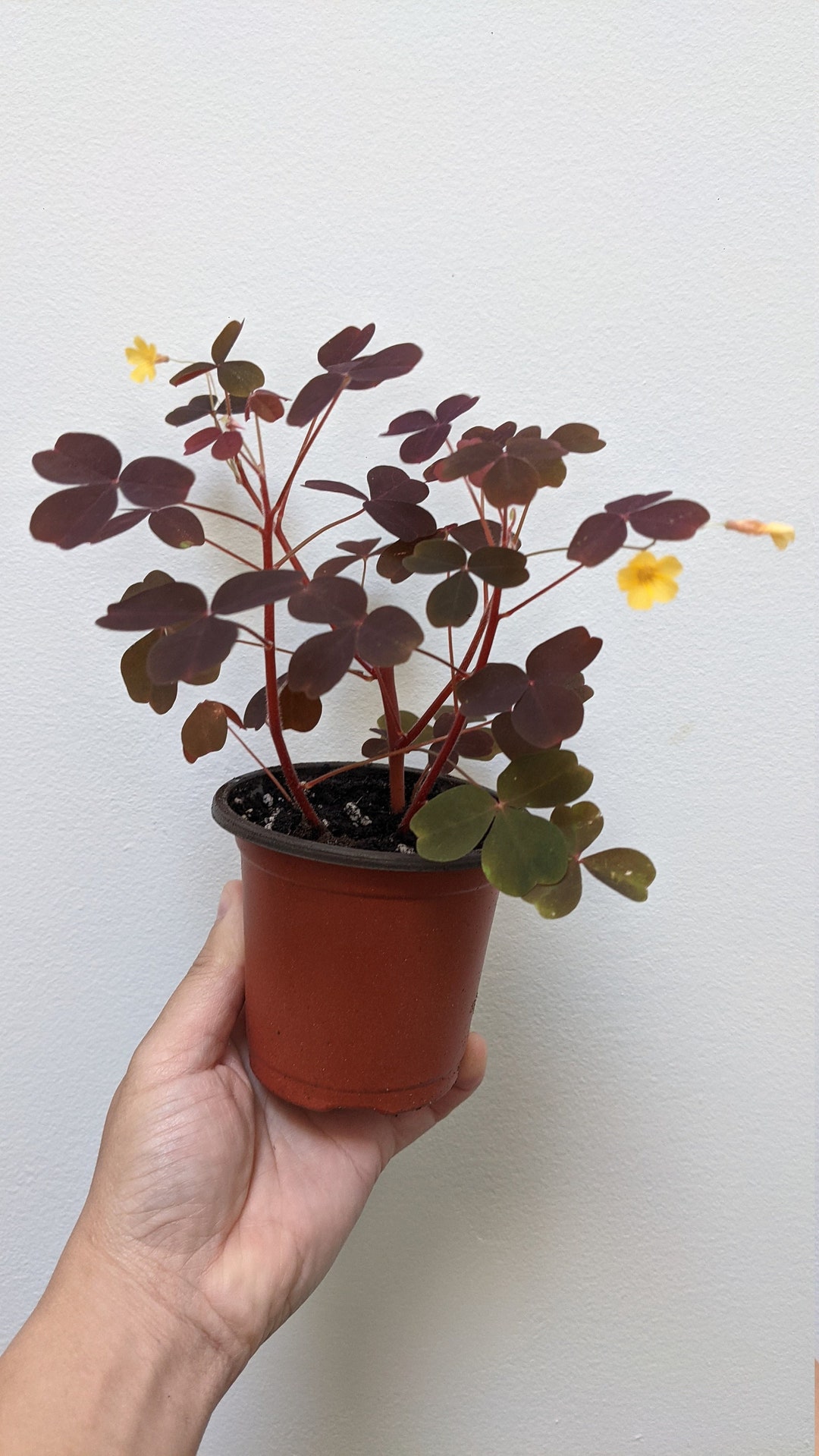 Oxalis Vulcanicola - Burgundy Zinfinadel - Lucky Clover (live Plant), 3 ...