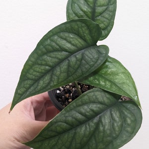 Monstera Siltepecana/silver Monstera - 3 Inch Starter Plant - Etsy