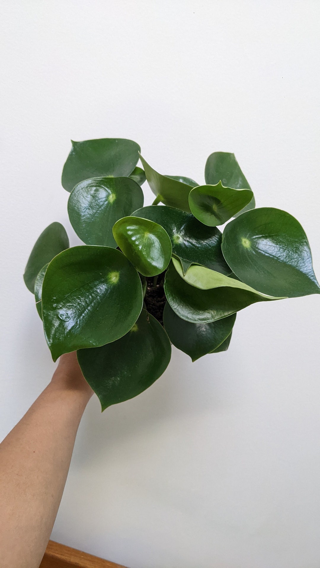 Peperomia Polybotrya/raindrop Peperomia- (live 3-4 Inch Mature Plant ...