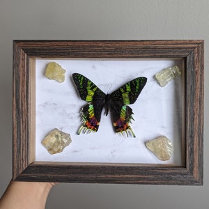Madagascar Sunset Moth With Raw Citrine Chunks in Wooden Shadow Box ...