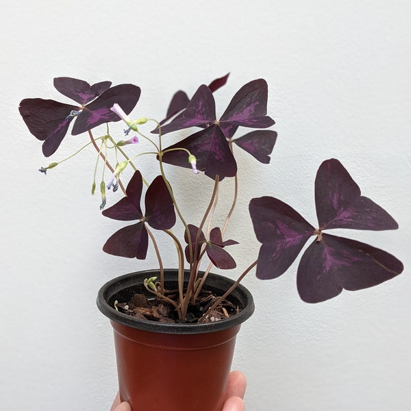 Oxalis Triangularis - Etsy