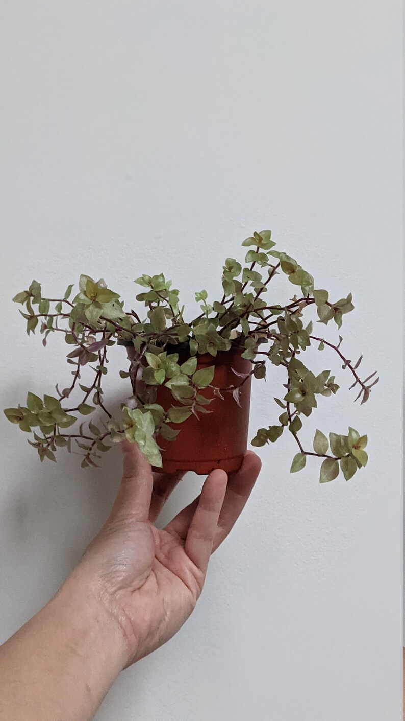 Callisia Repens Gold / Turtle Vine/ Creeping Inch Plant 3.5 | Etsy