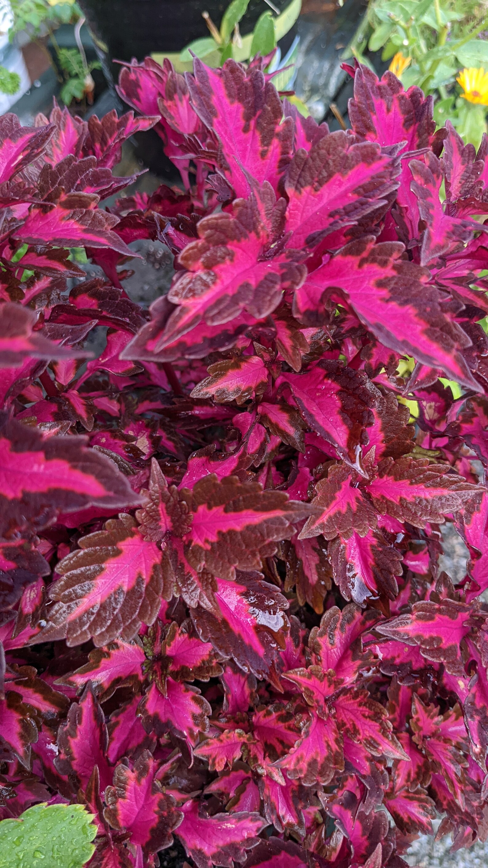 Coleus Stained Glassworks 'royalty'rare Variety - Etsy Australia