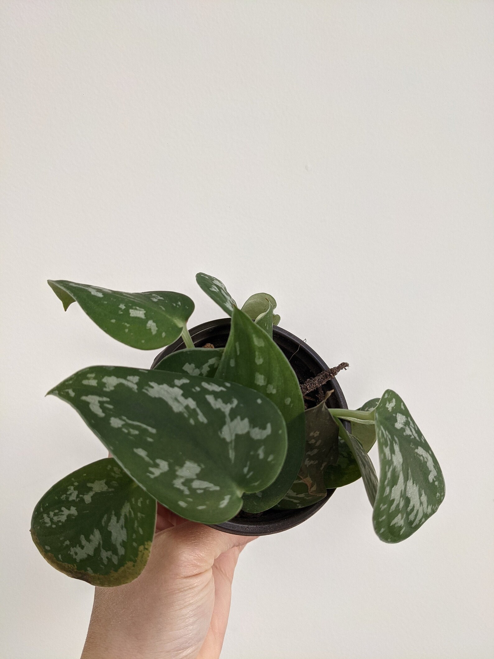 Scindapsus pictus/Silver Satin live plant | Etsy