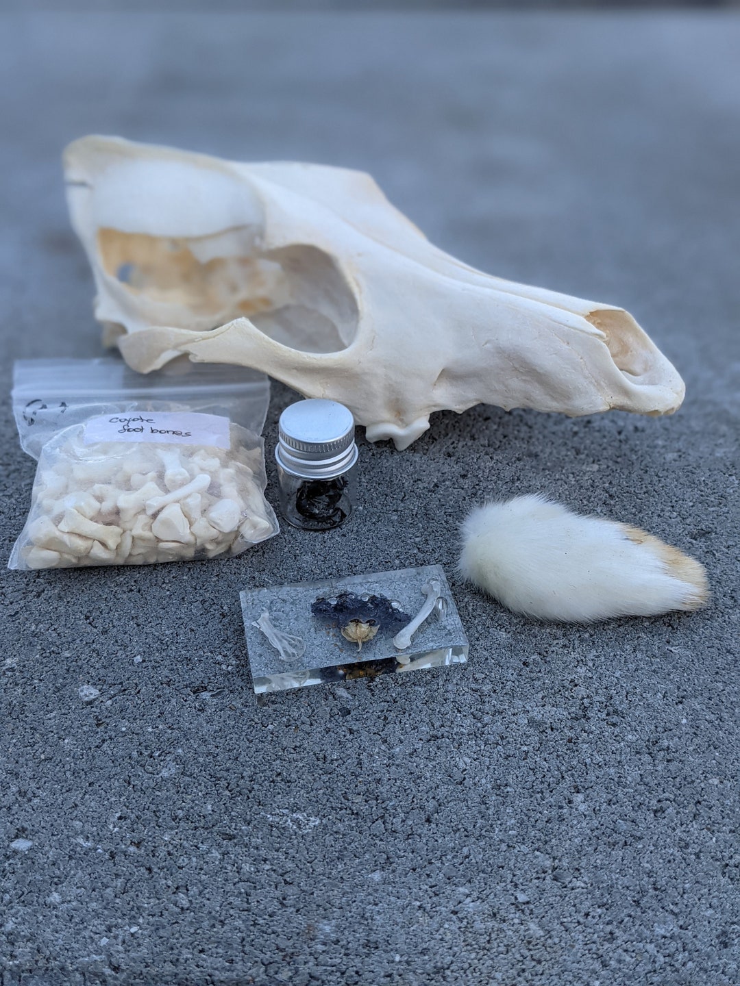 Oddities Craft Mystery Box - Bones, Skulls, Butterflies, Crystals ...