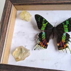 Madagascar Sunset Moth With Raw Citrine Chunks in Wooden Shadow Box ...