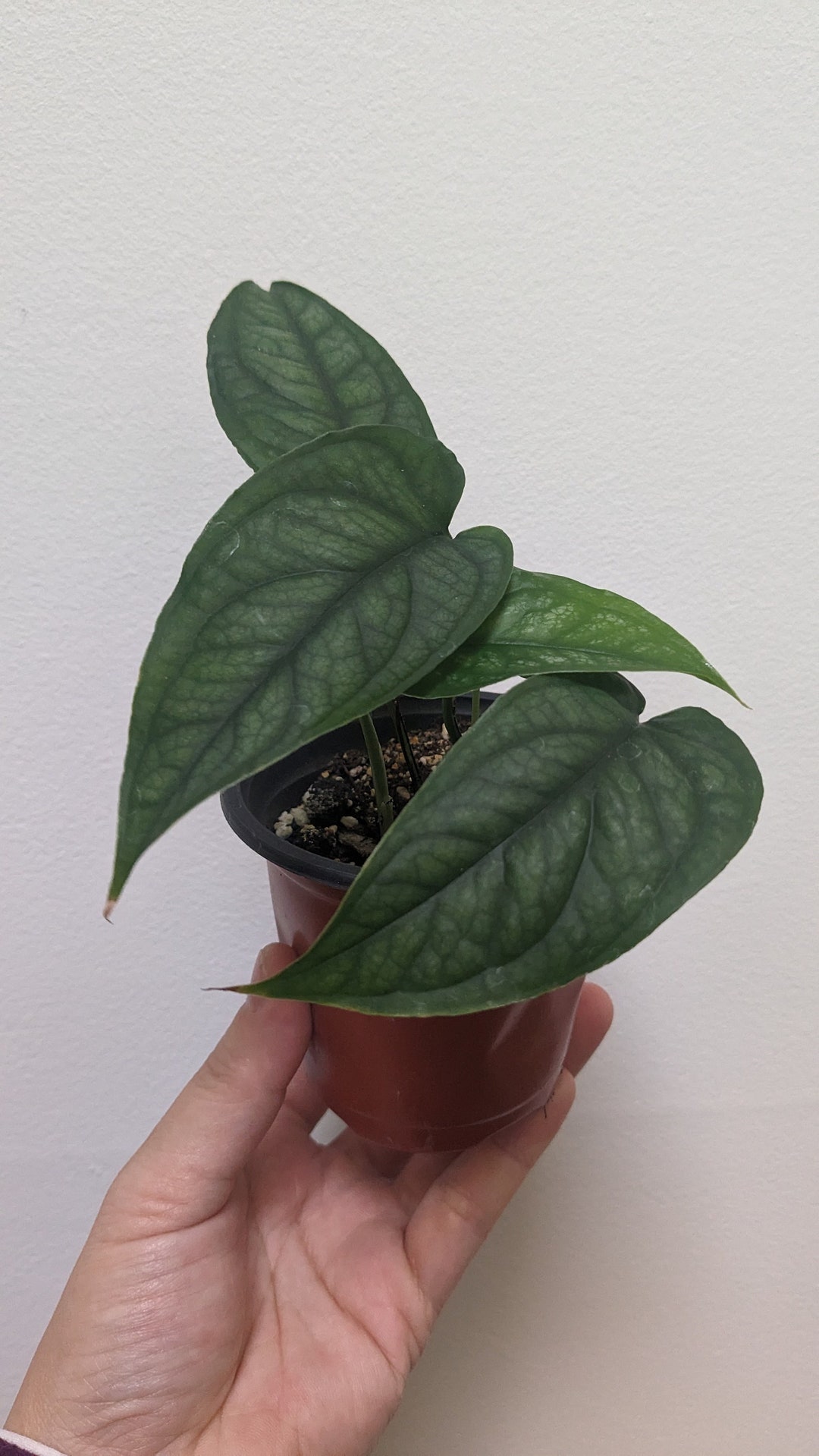 Monstera Siltepecana/silver Monstera - 3 Inch Starter Plant - Etsy