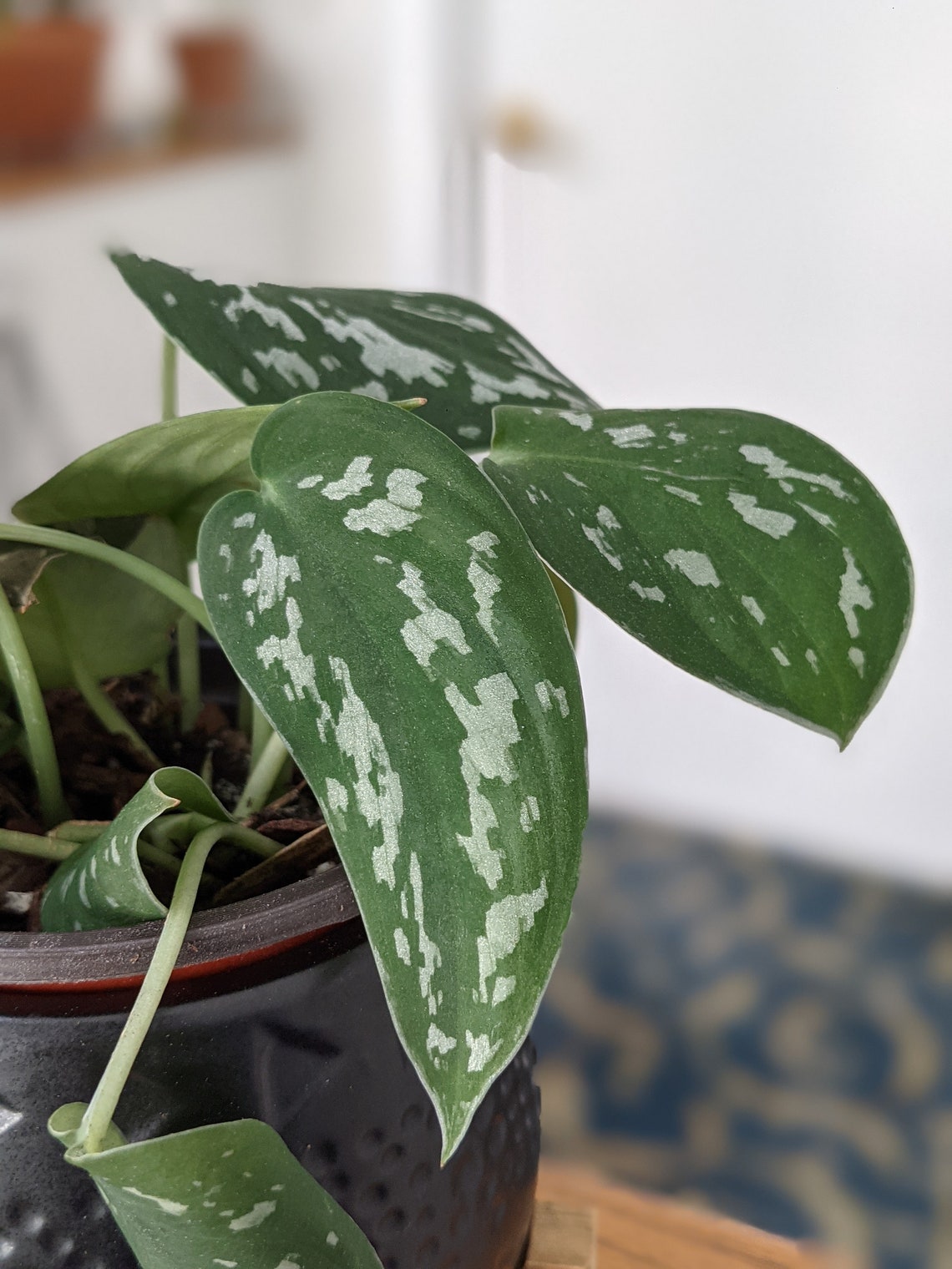 Scindapsus pictus/Silver Satin live plant | Etsy