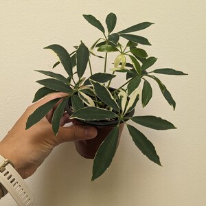 Schefflera Arboricola 'variegata' Variegated Dwarf Umbrella Plant live ...