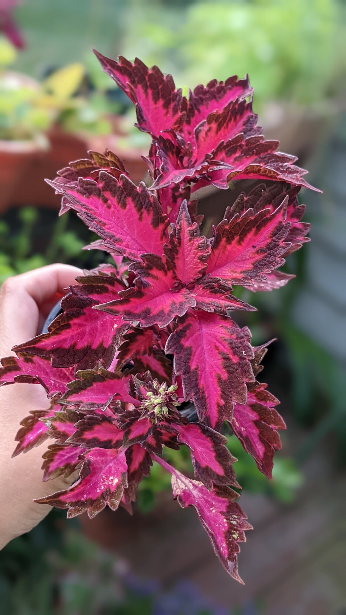 Coleus Stained Glassworks 'royalty'rare Variety 3.5 - Etsy