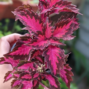 Coleus Stained Glassworks 'royalty'rare Variety - Etsy