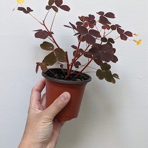 Oxalis Vulcanicola Burgundy Zinfinadel Lucky Clover live Plant, 3.5 ...