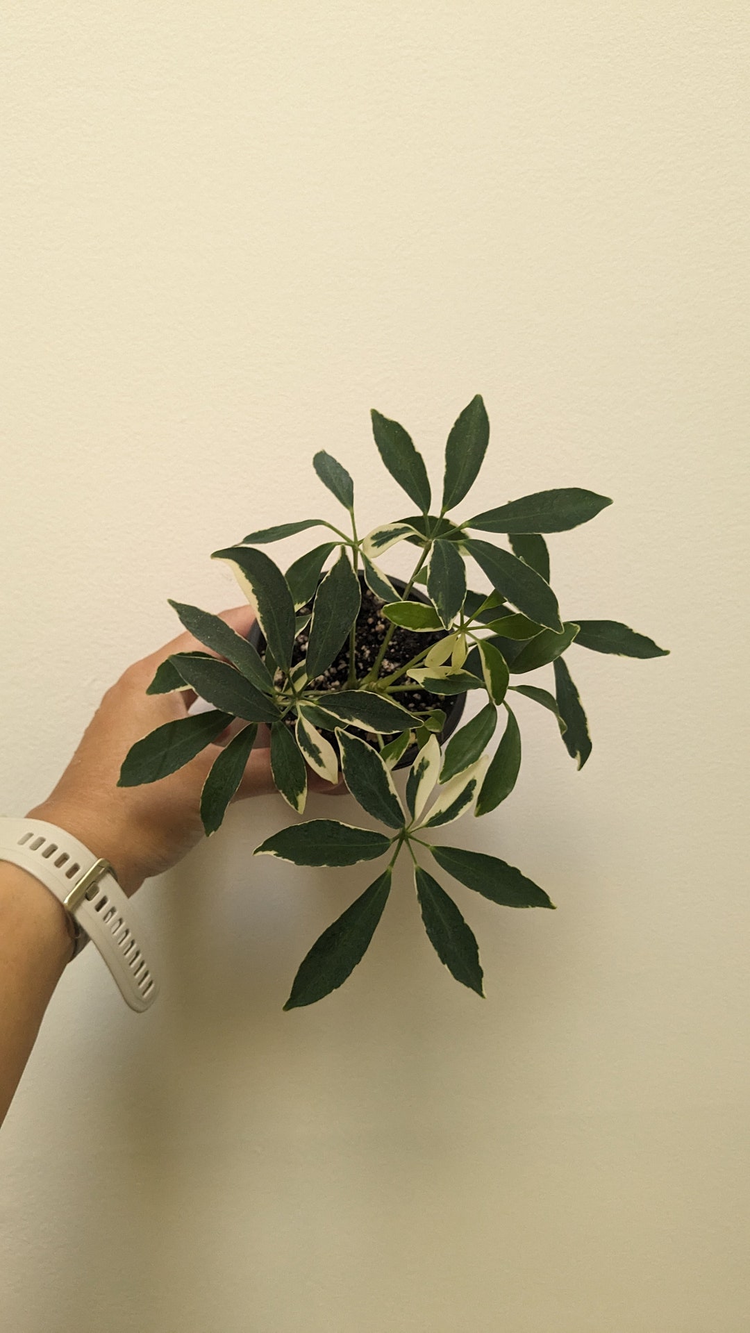 Schefflera Arboricola 'variegata' - Variegated Dwarf Umbrella Plant ...