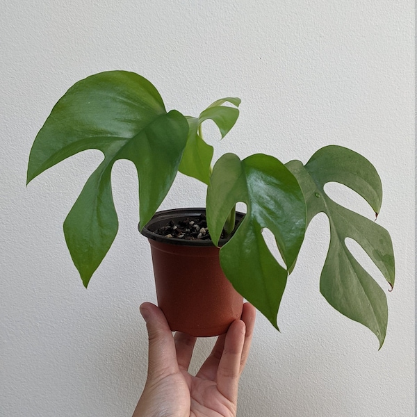 Monstera - Etsy