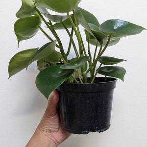 Peperomia Polybotrya/raindrop Peperomia- (live 3-4 Inch Mature Plant ...