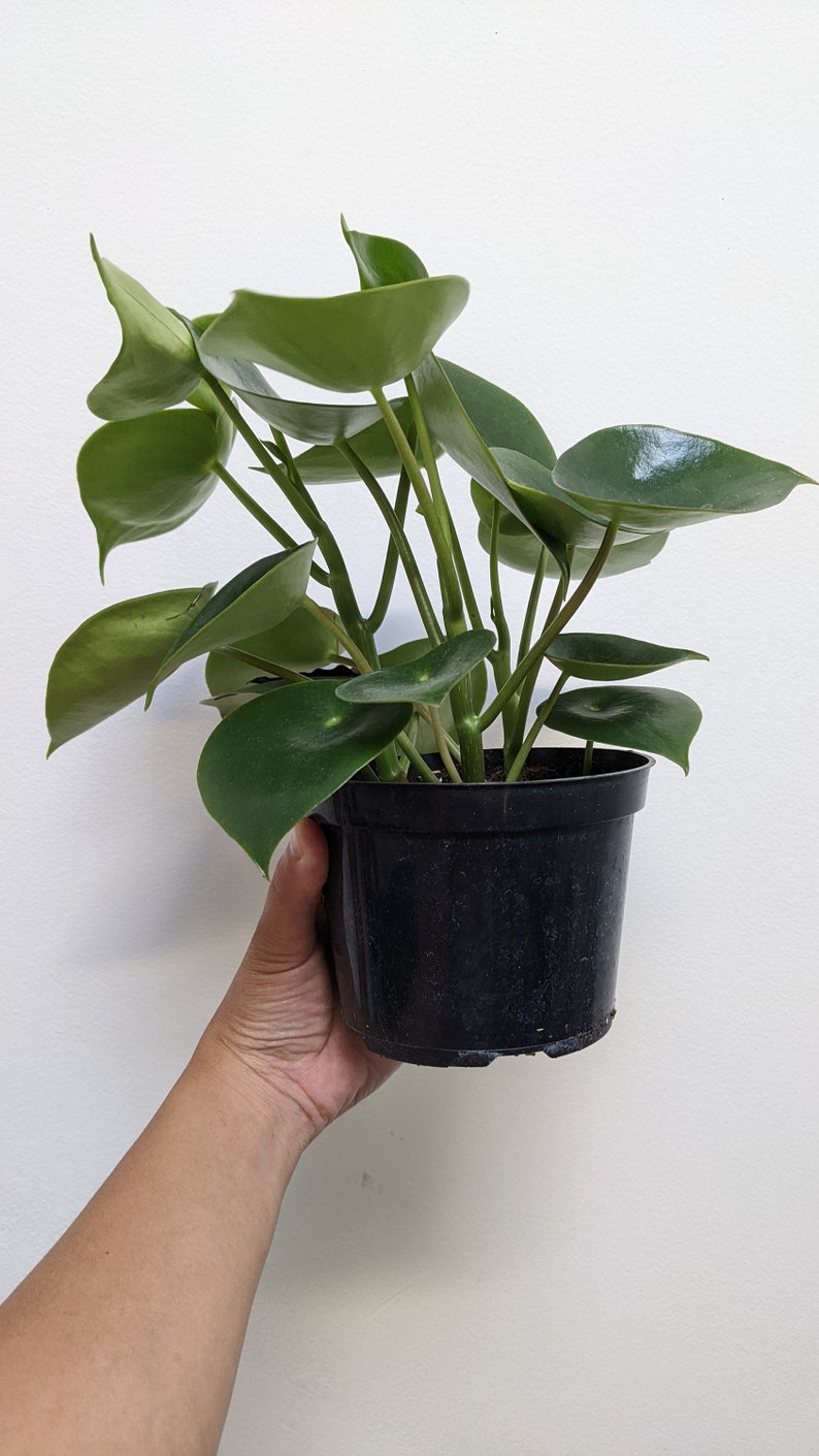Peperomia Polybotrya/raindrop Peperomia live 3-4 Inch Mature - Etsy