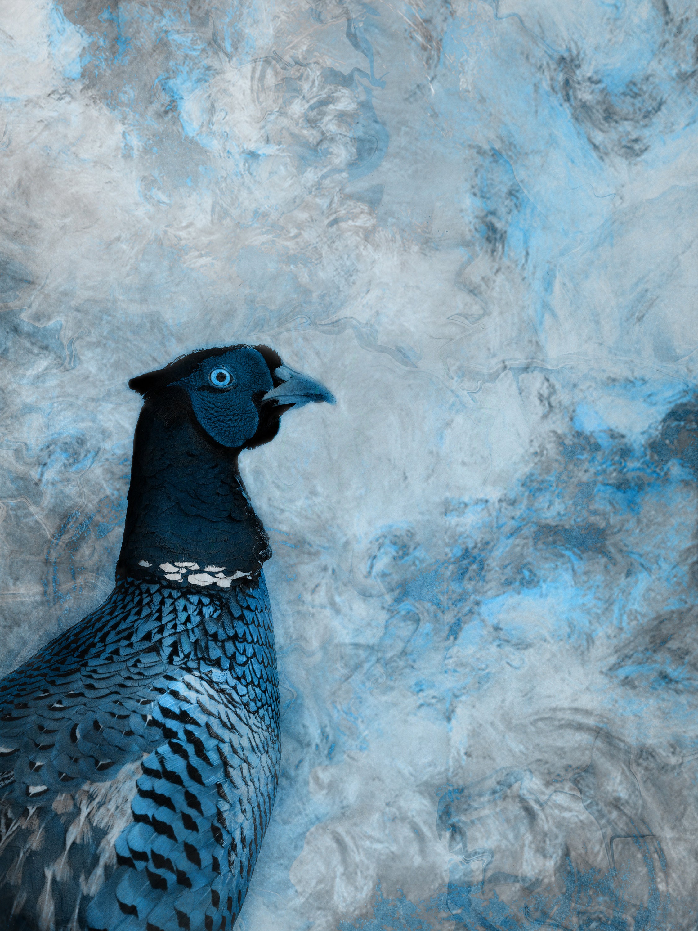 Fasan, Fasan Kunst, Original-Kunst, Fine Art Fotografie, digitale Kunst ...