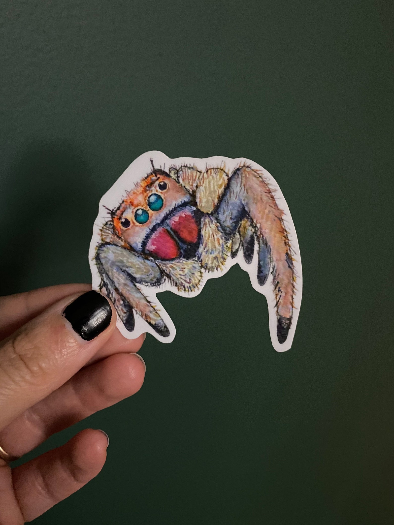 Jumping Spider Sticker | Etsy