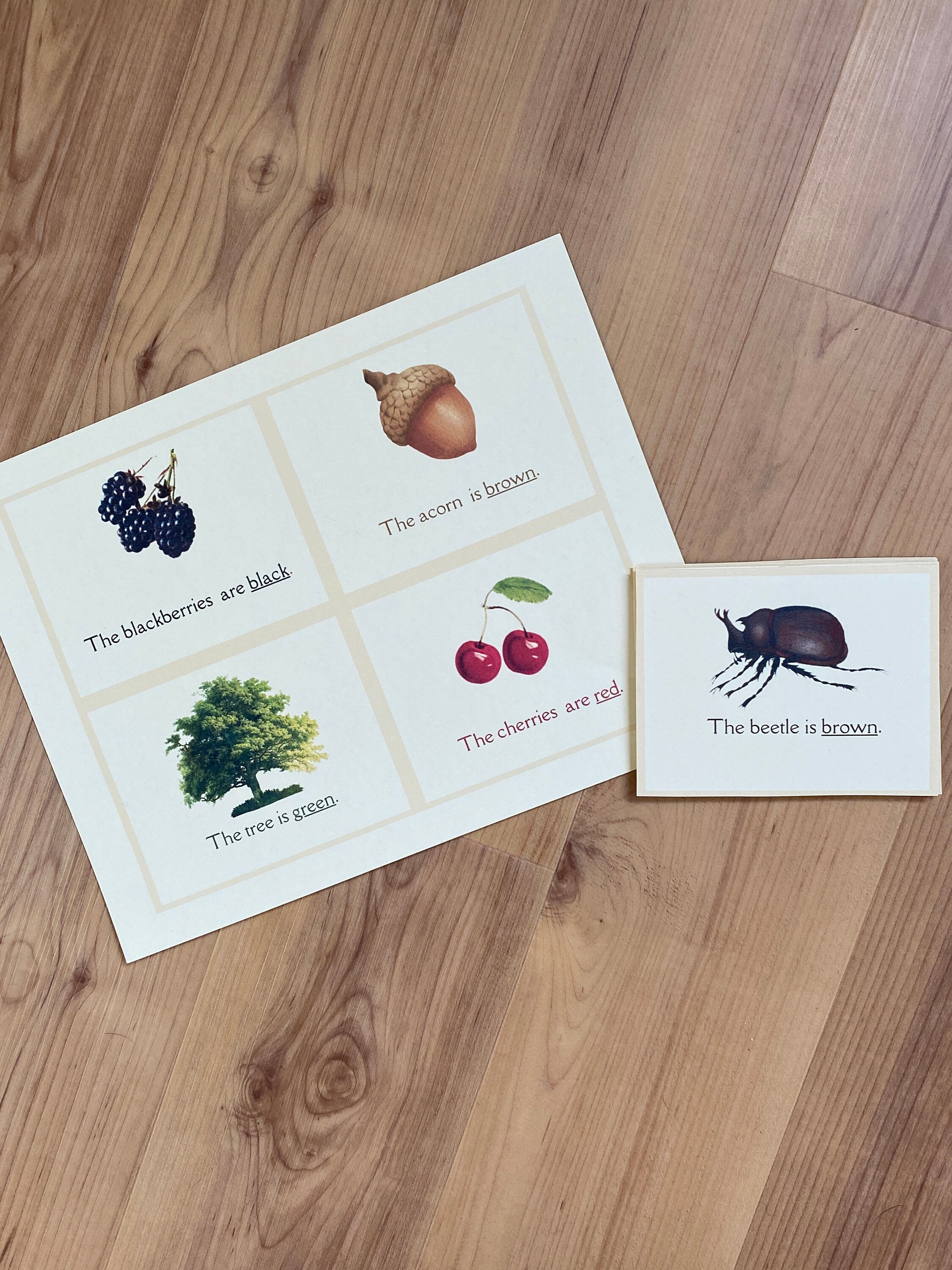 Flash Card Variety Pack, Botanical Flashcards, Nature Theme Flash Cards ...