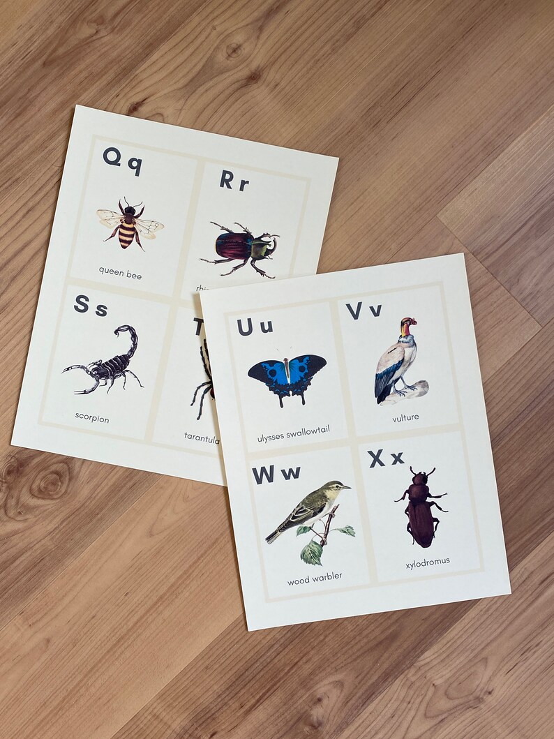 Alphabet Flash Cards, Bugs and Birds, Garden Theme, Homeschool Supplies ...